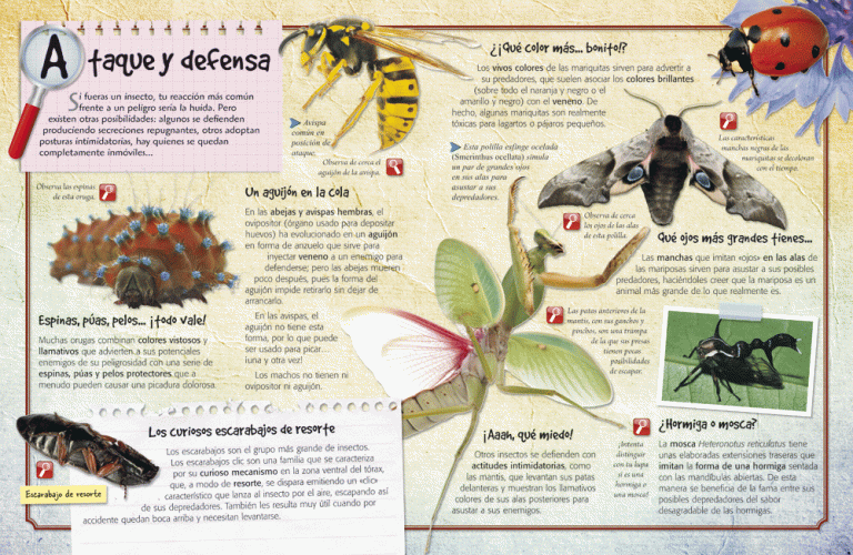 -Insectos – LIBROS ZOOM – Libsa