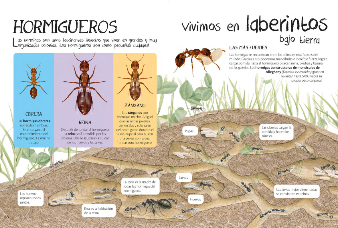 -Así Vivimos los Animales – ANIMALIA – Libsa